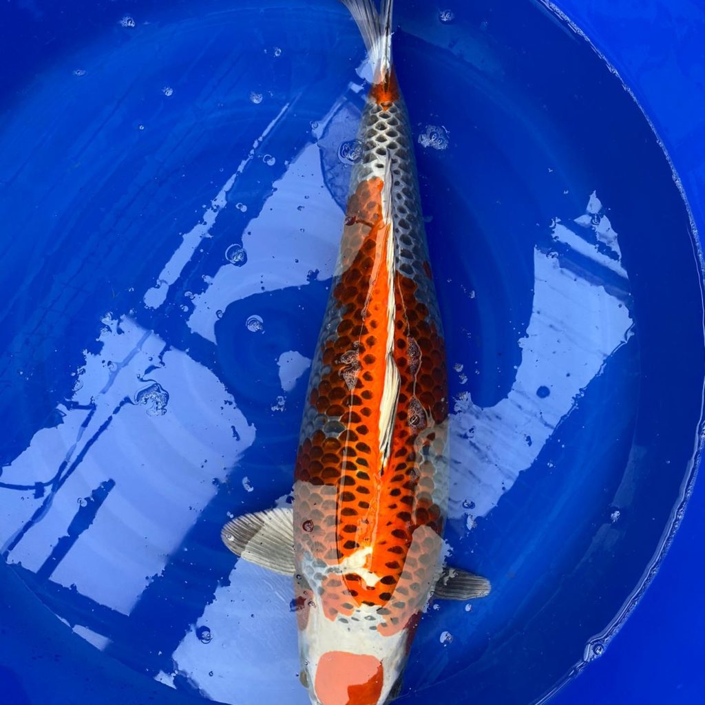 Koi kopen | Unikoi - Japanse koi en vijveraanleg