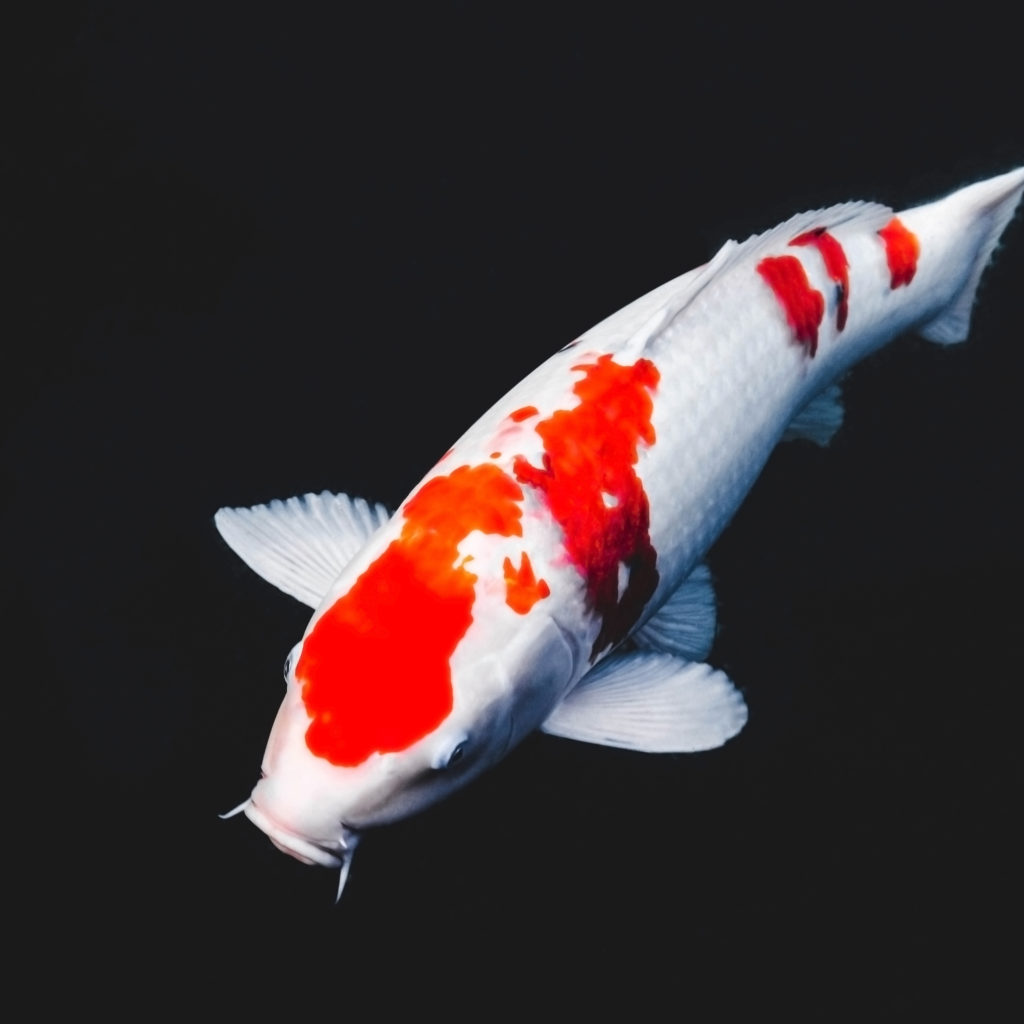 De verschillende soorten Japanse koi - Unikoi