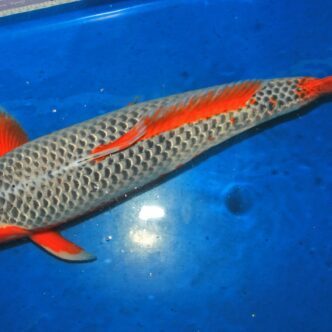 Asagi koi kopen? - Unikoi