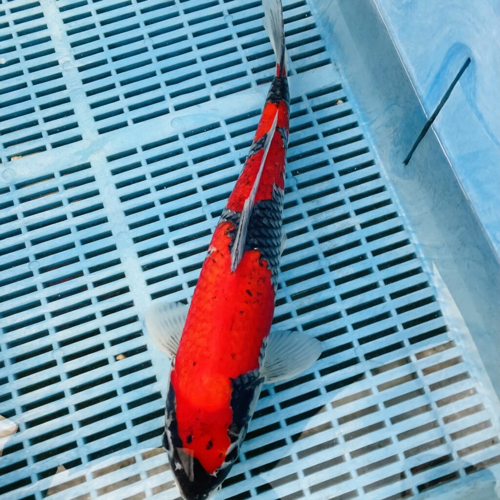 Koi kopen | Unikoi - Japanse koi en vijveraanleg