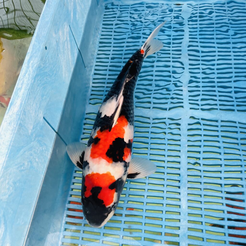 Premium koi kopen | Unikoi