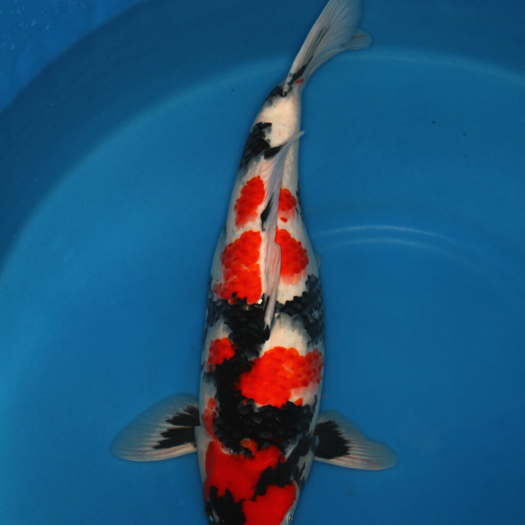 Nisai Showa 45-50cm MIYAT-012 - Unikoi