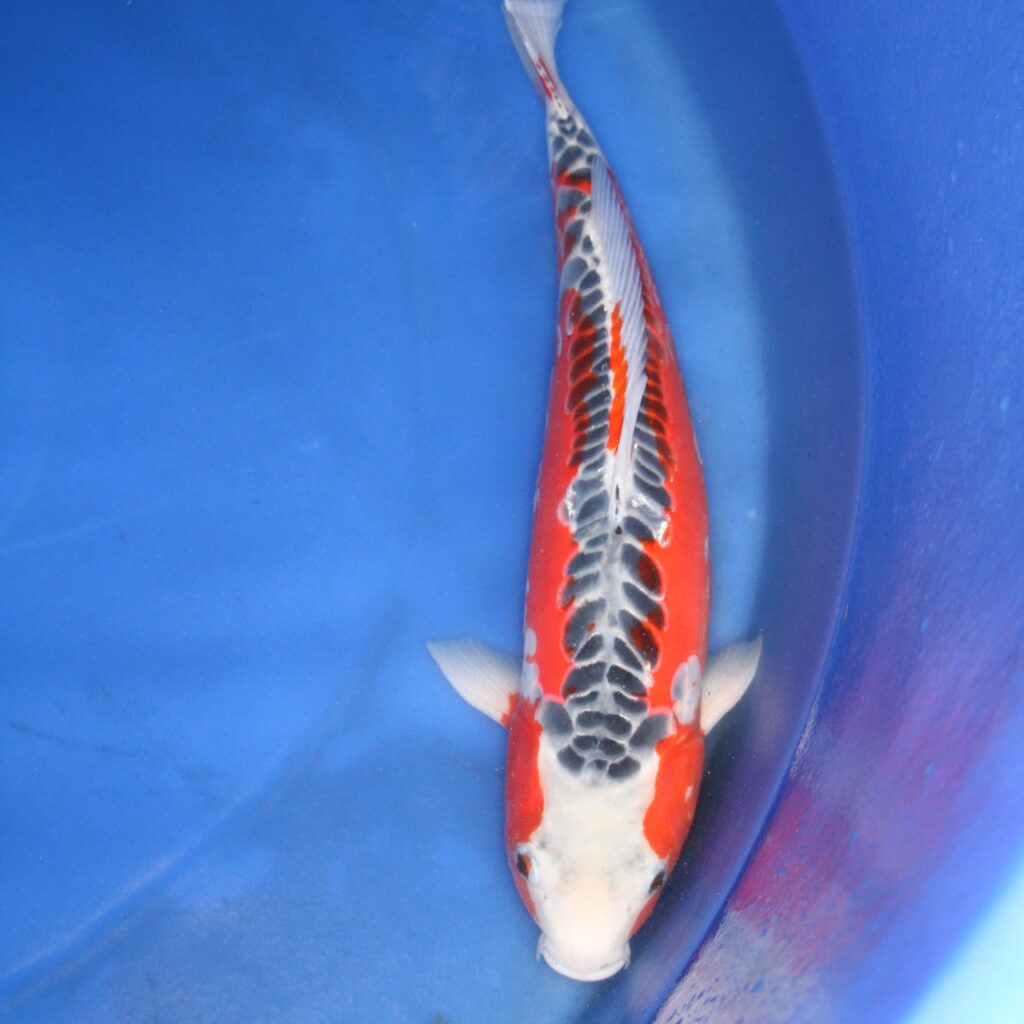 Koi kopen | Unikoi - Japanse koi en vijveraanleg