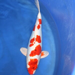 Koi kopen | Unikoi - Japanse koi en vijveraanleg