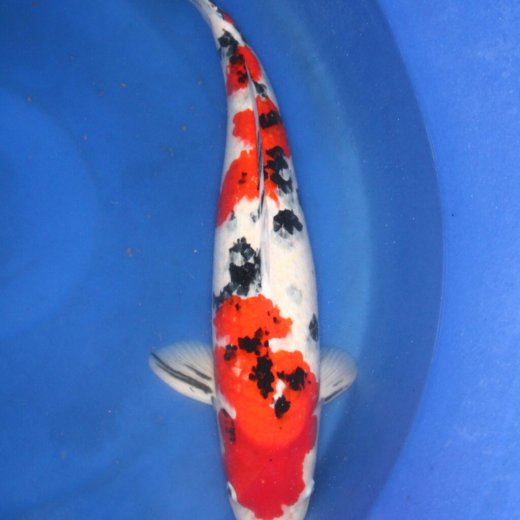 Koi kopen | Unikoi - Japanse koi en vijveraanleg