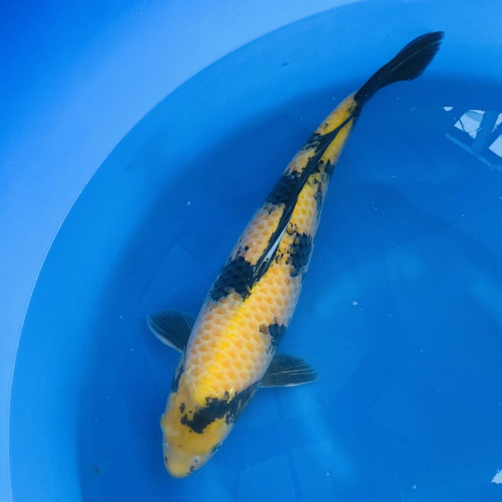 Koi kopen | Unikoi - Japanse koi en vijveraanleg