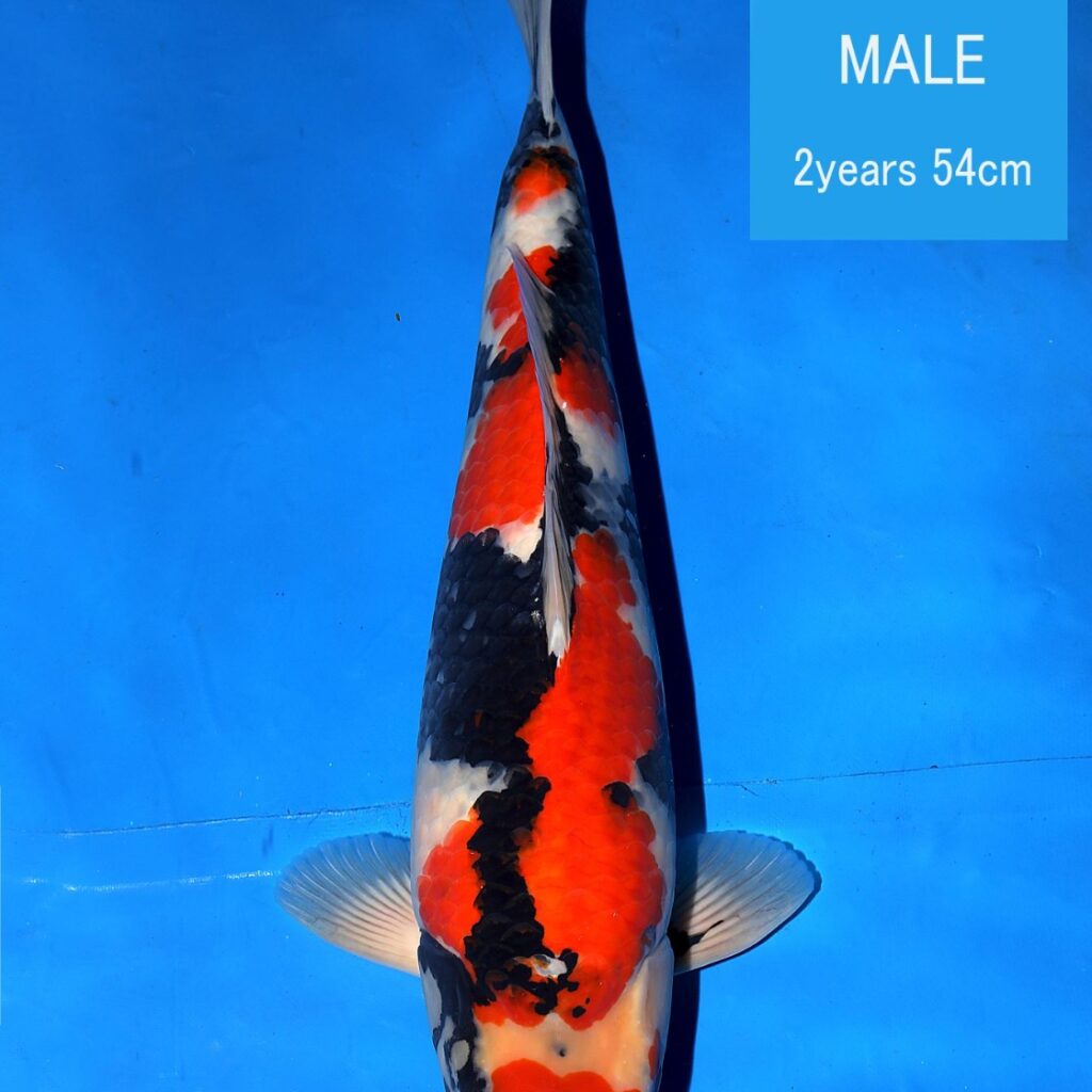 Premium koi kopen | Unikoi