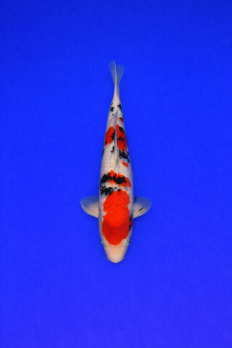 Nisai Sanke 30-35cm NND-035 - Unikoi