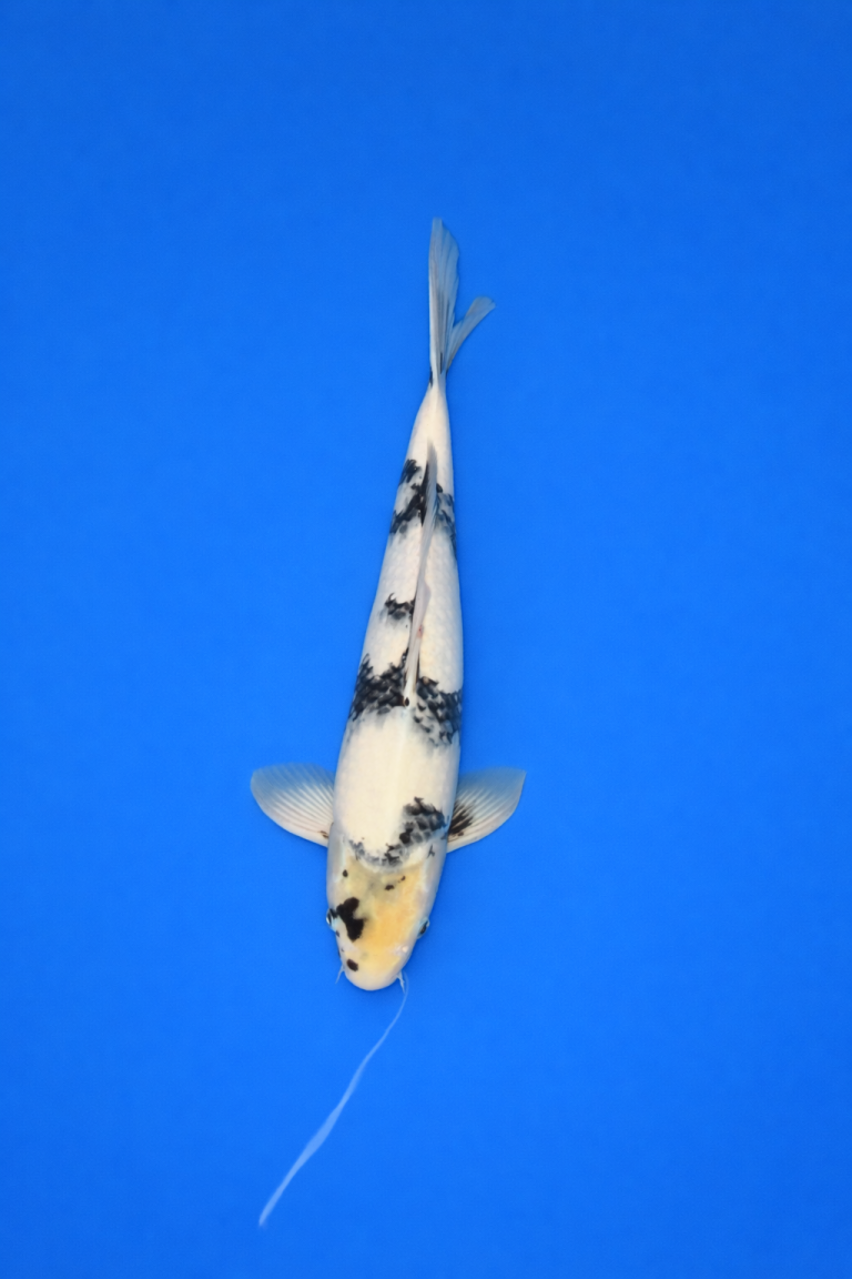 Nisai Shiro Utsuri 30-35cm NND-022 - Unikoi