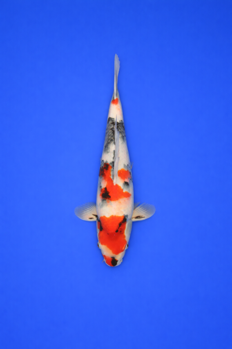 Nisai Showa 30-35cm NND-009 - Unikoi