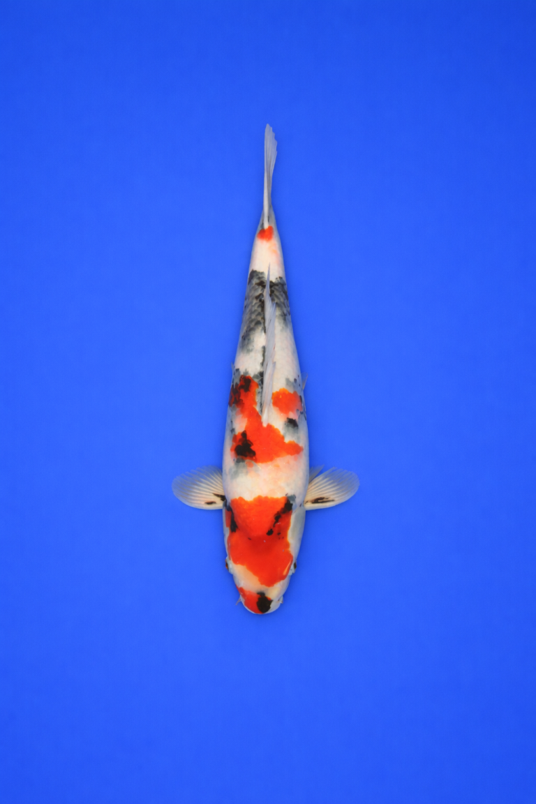 Nisai Showa 30-35cm NND-009 - Unikoi