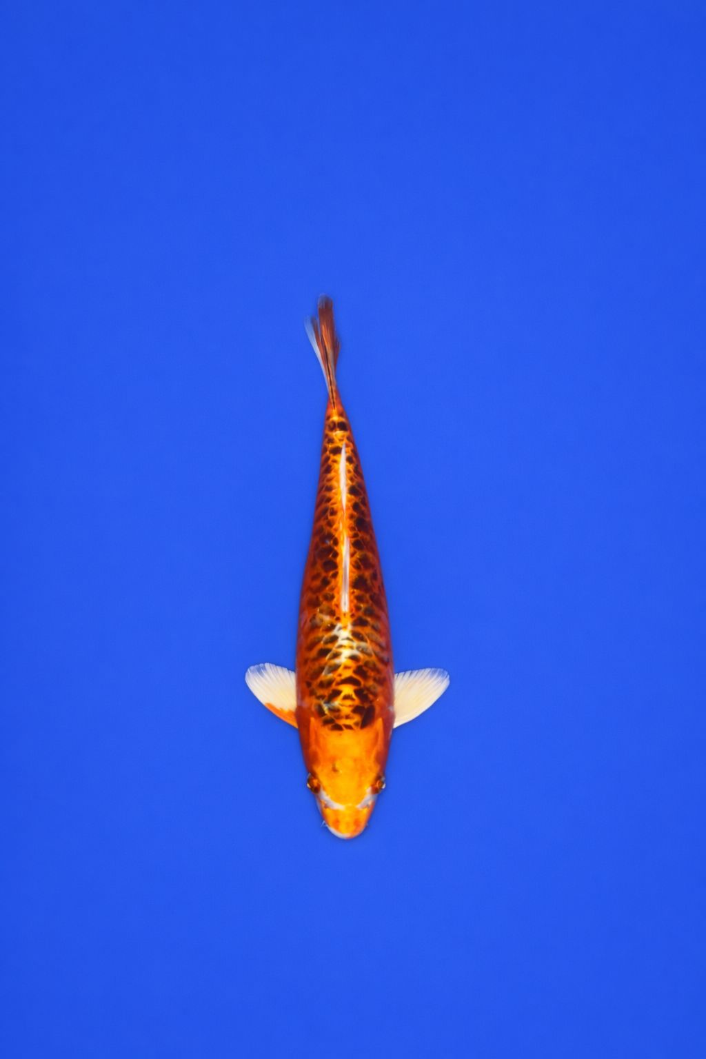 Doitsu Kin Matsuba 32-36cm AAO-25-014 - Unikoi